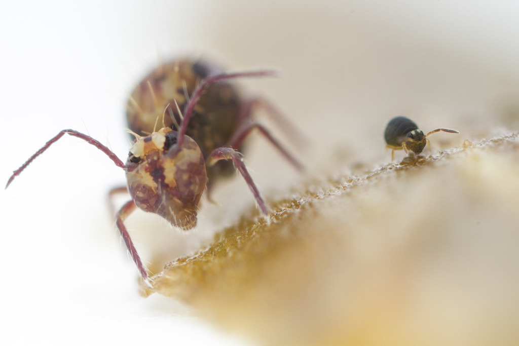 The current state of Sminthurinus in BC – Ptenothrix
